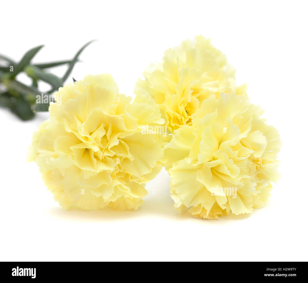 Yellow Carnation Flower Wallpaper