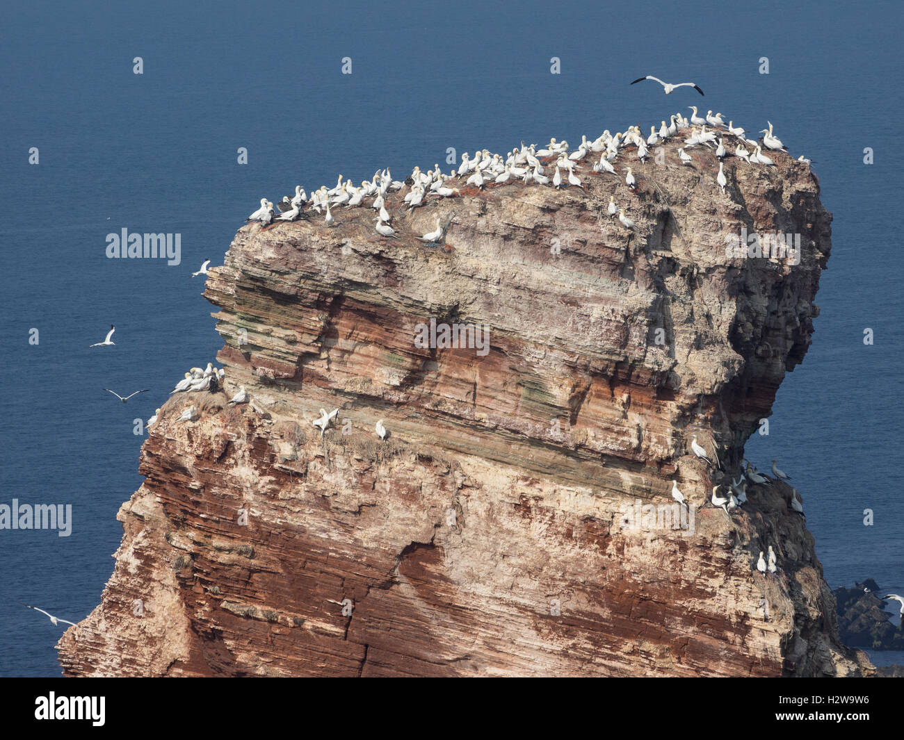 the island of helgoland in the north sea Stock Photo - Alamy