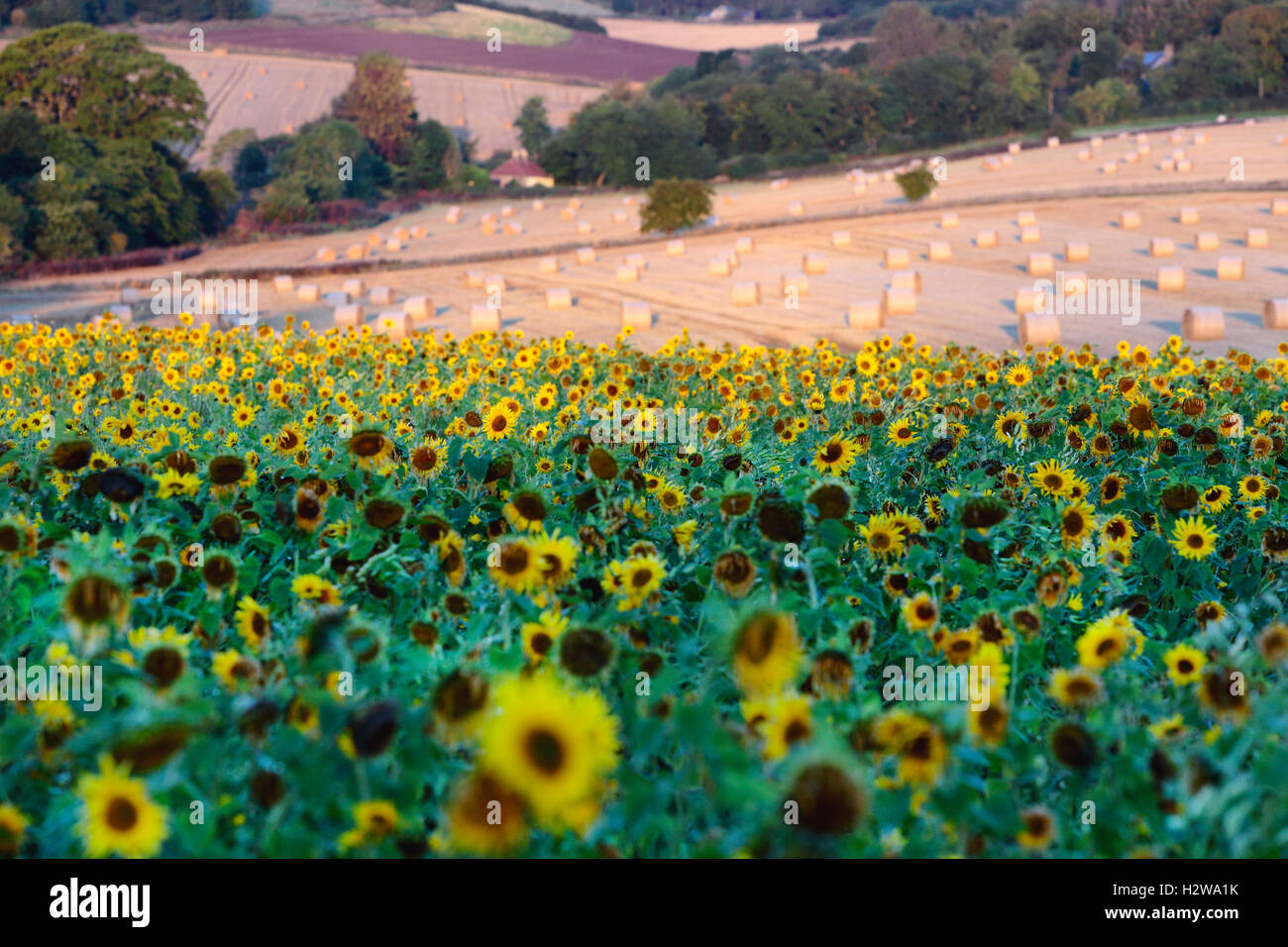 Gauldry hi-res stock photography and images - Alamy