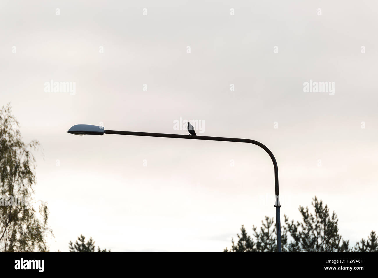Crow Sitting on Street Light with a cloudy sky Stock Photo - Alamy