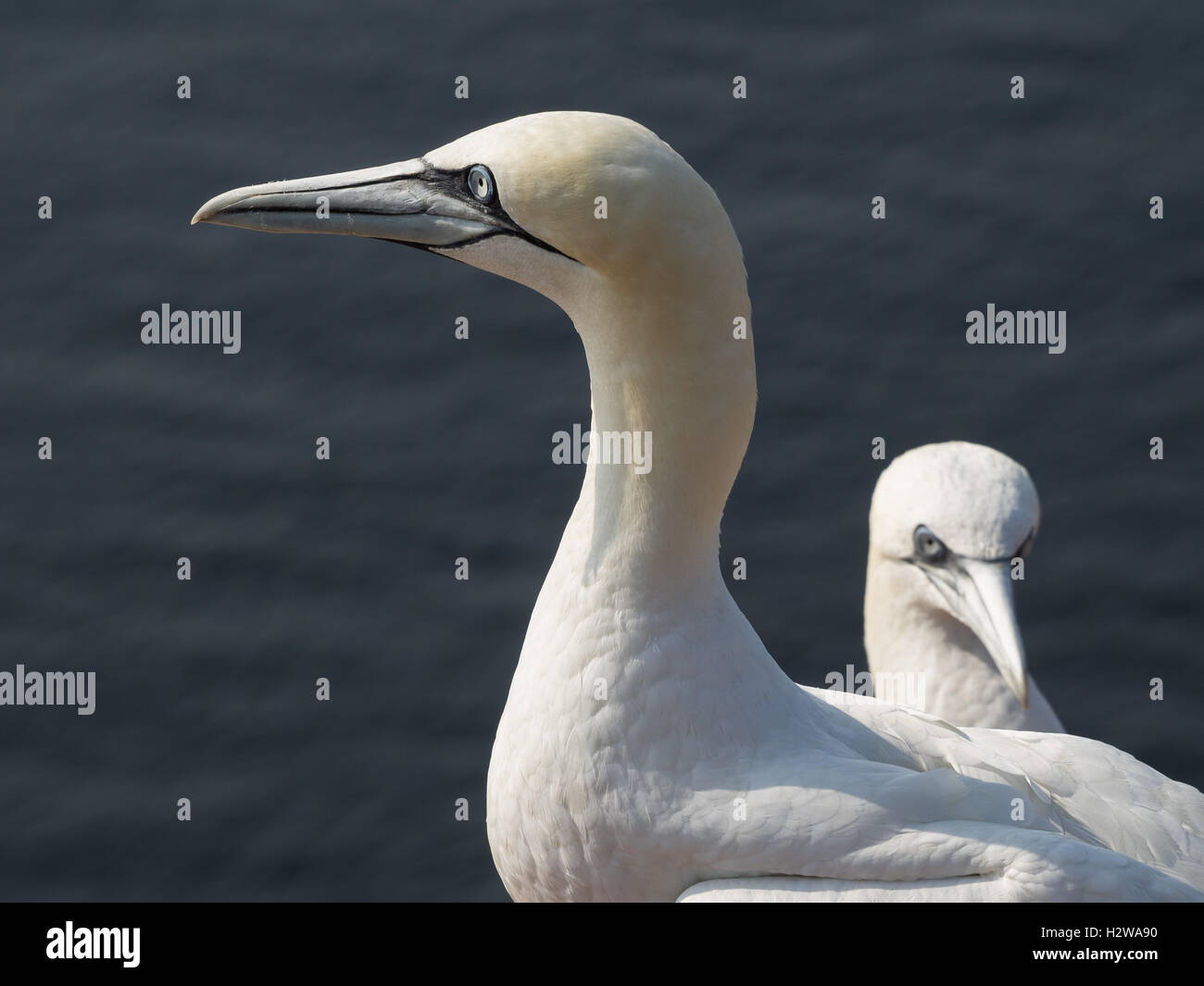 the island of helgoland in the north sea Stock Photo - Alamy
