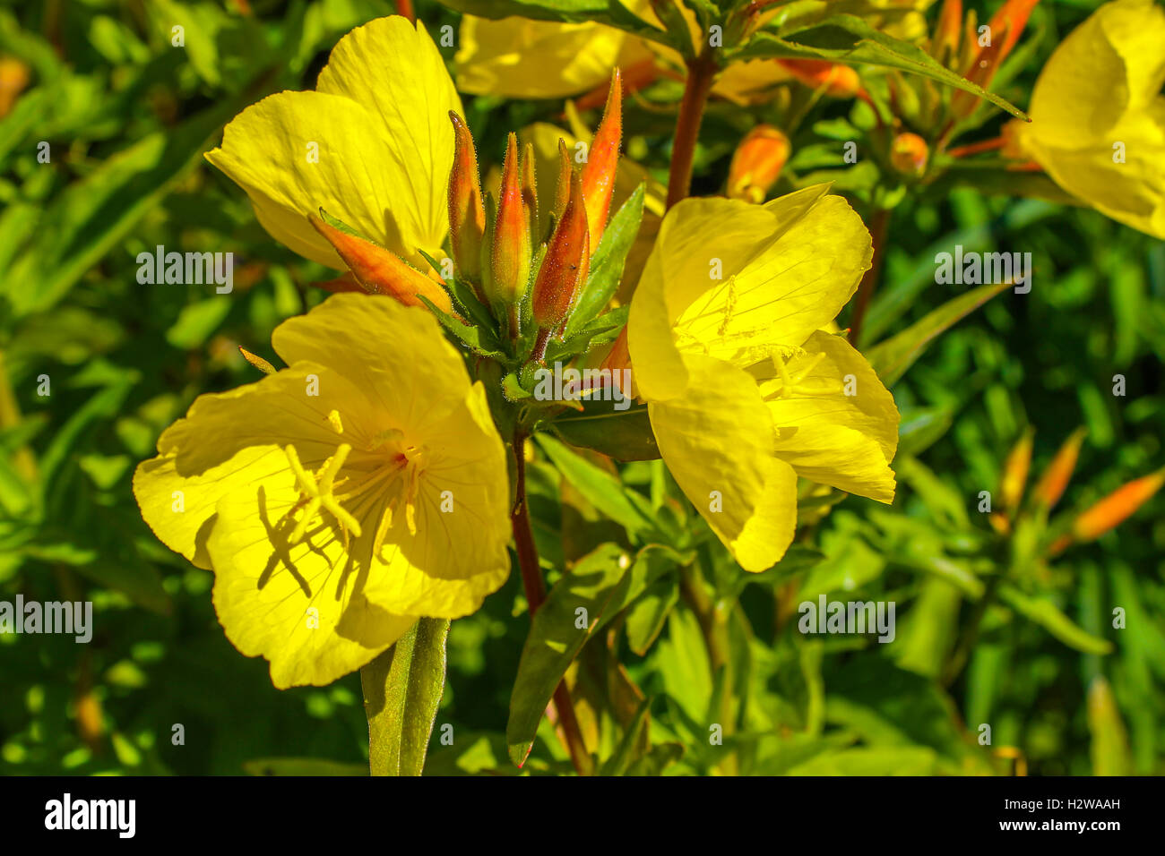 Yellow irish hi-res stock photography and images - Alamy