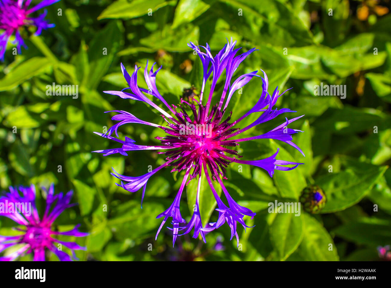 Irish flower hi-res stock photography and images - Alamy