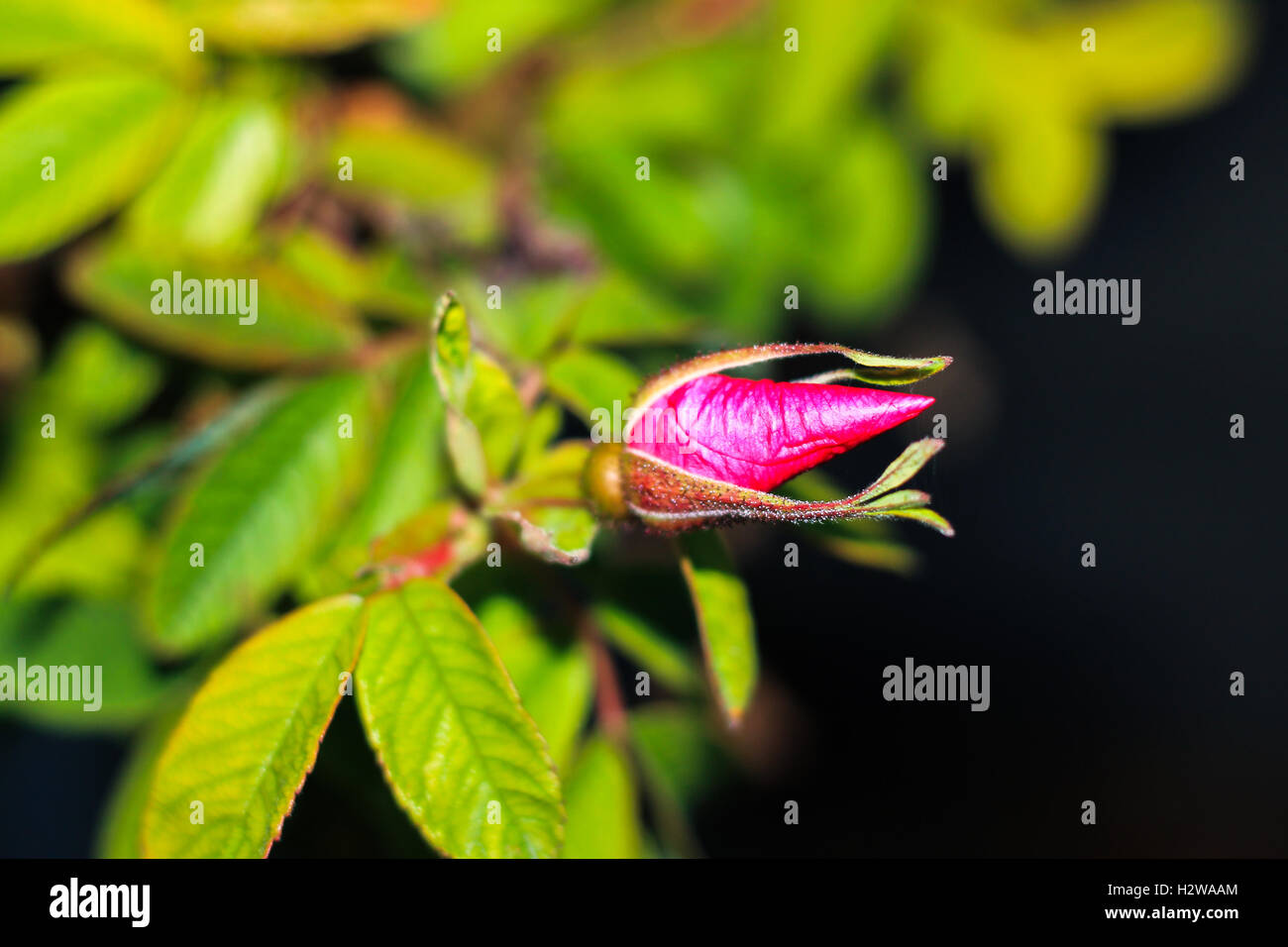 Irish rose hi-res stock photography and images - Alamy