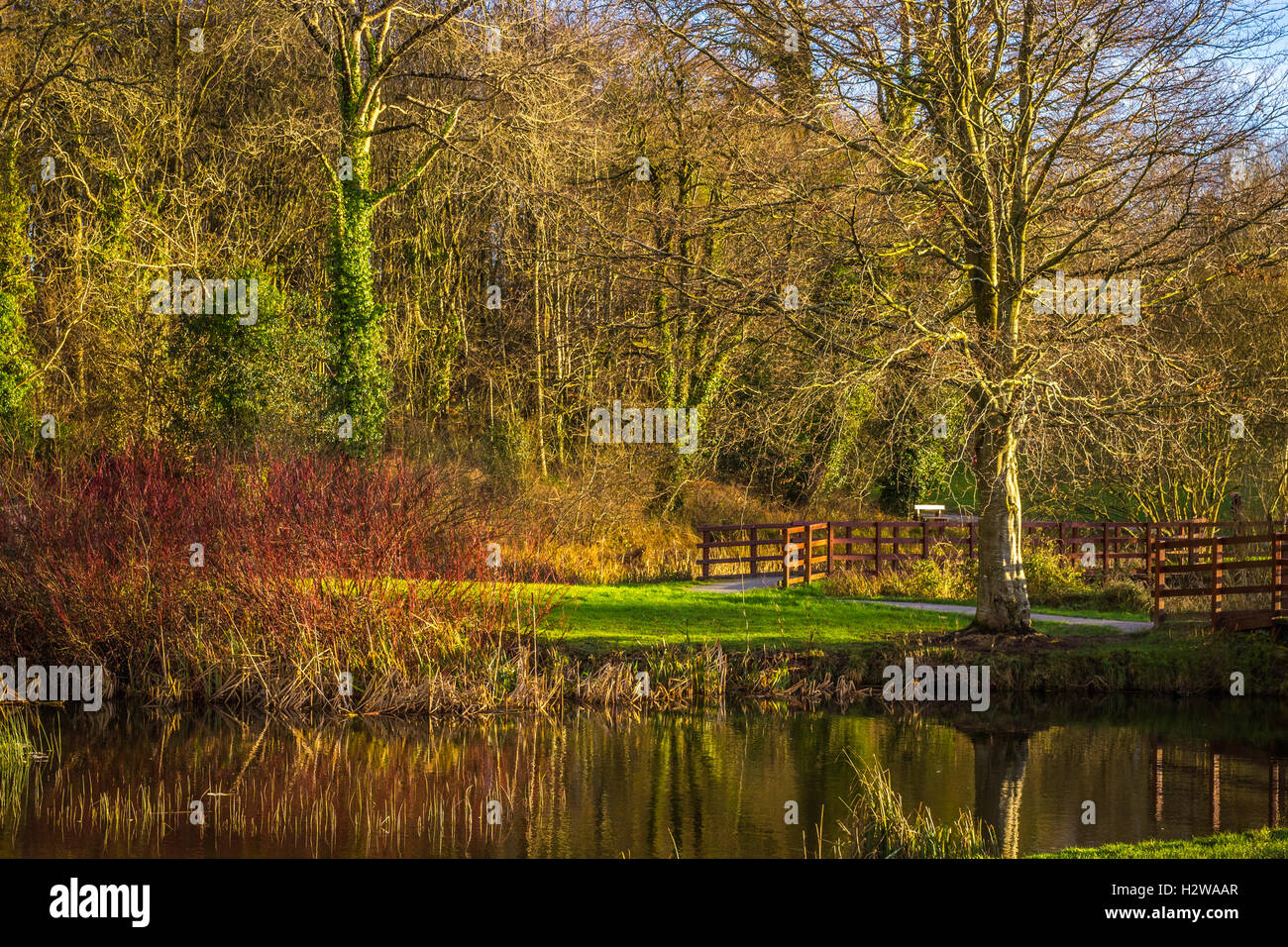 Curraghchase Forest Park Walk Stock Photo - Alamy