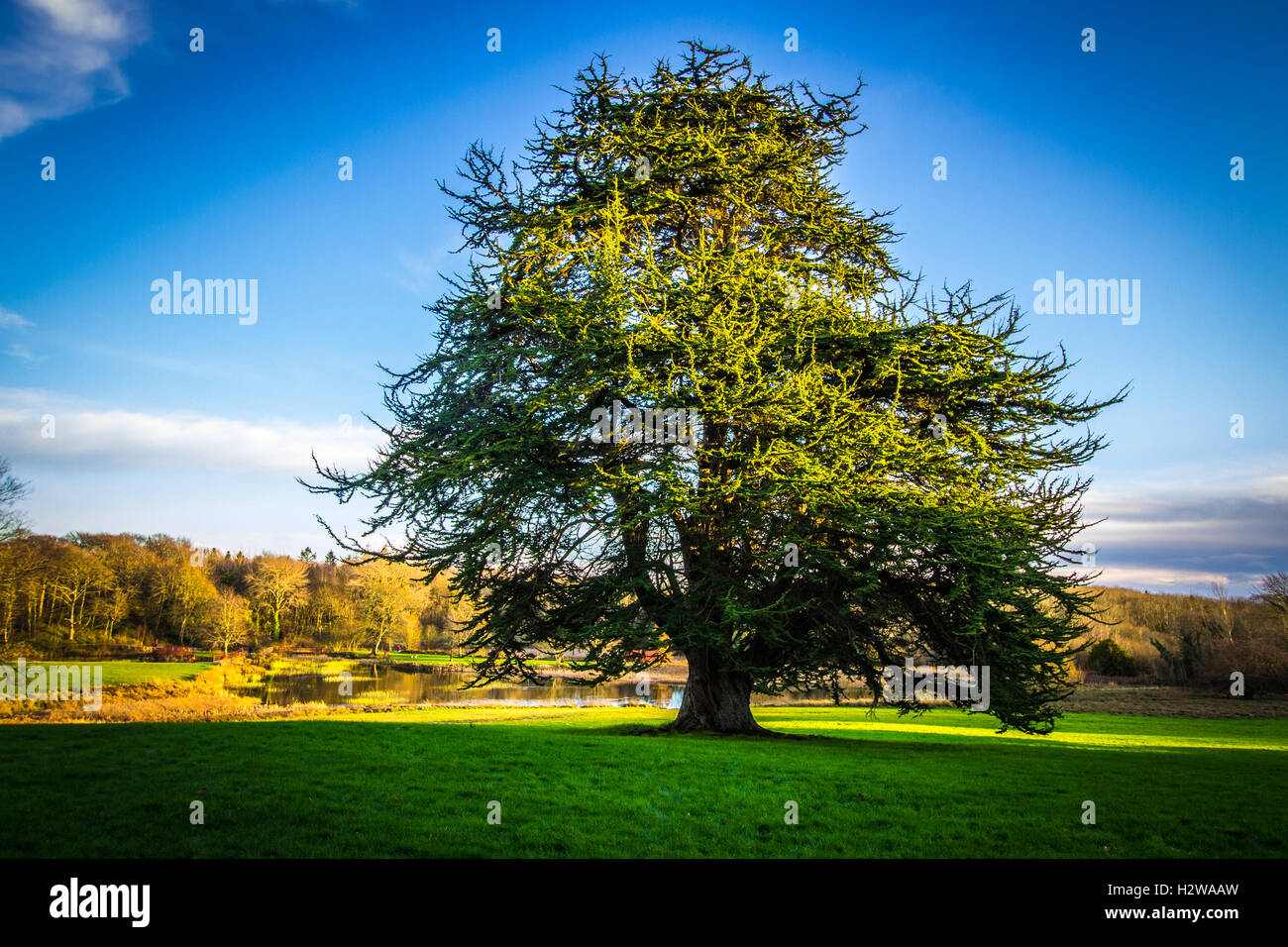 Curraghchase Forest Park near sunset Stock Photo - Alamy