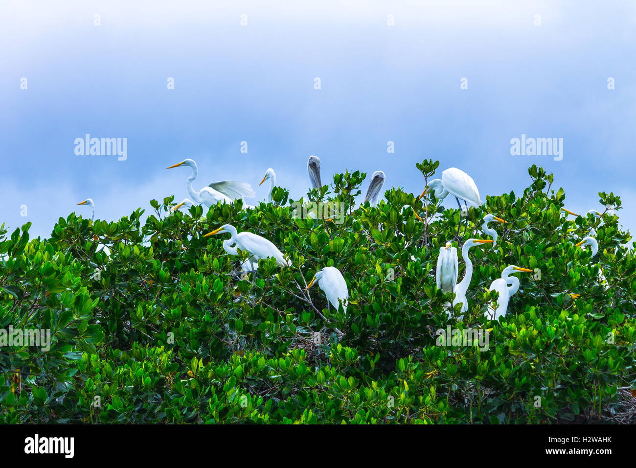 Majestic egrets hi-res stock photography and images - Alamy