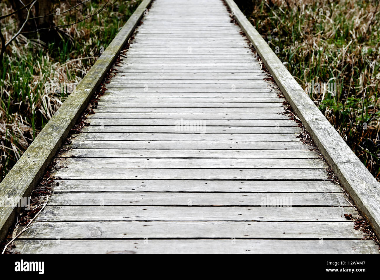 Wooden bridge running thru wetlands and vegetation Stock Photo - Alamy