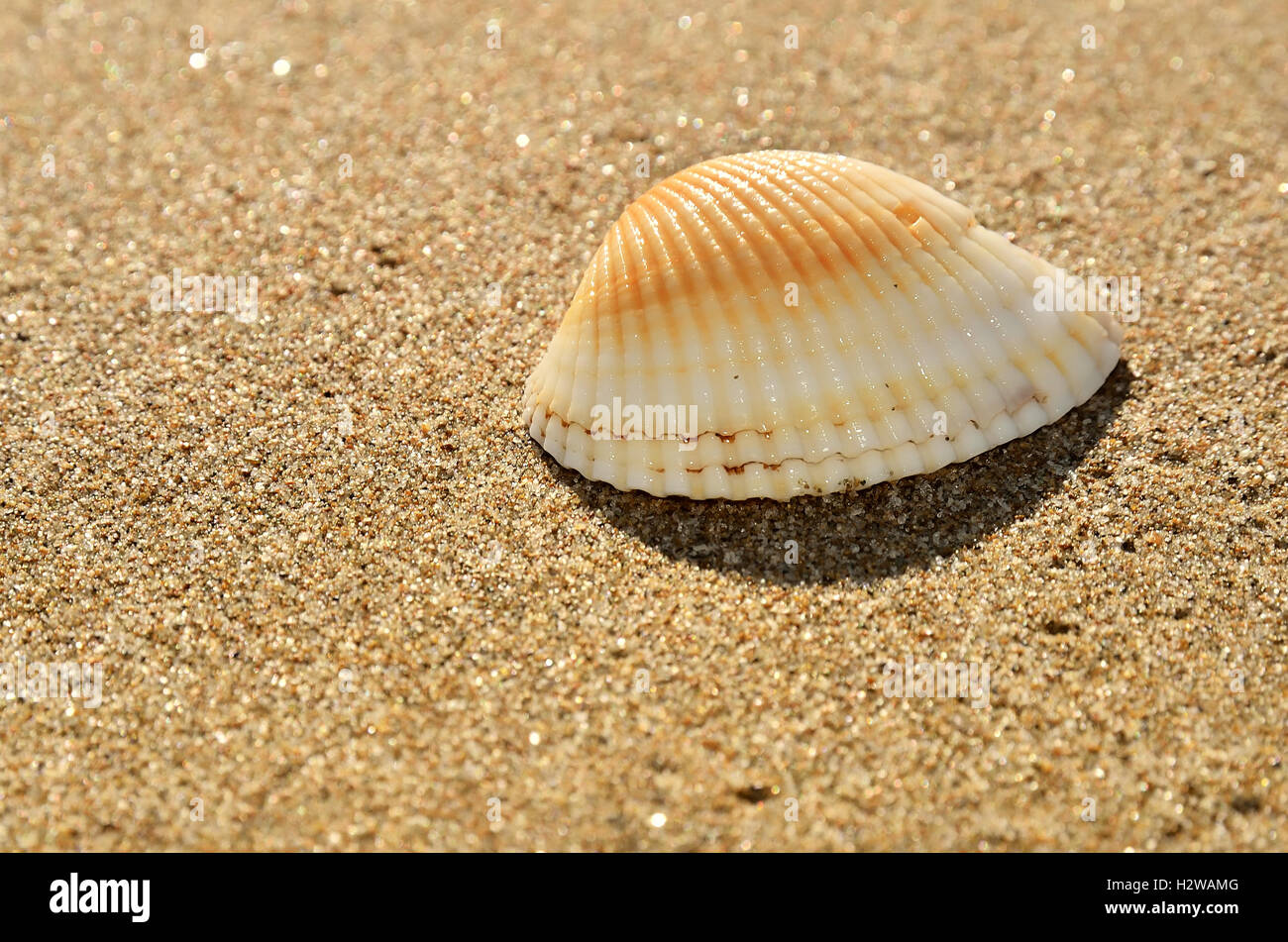 Seashell in sand hi-res stock photography and images - Alamy
