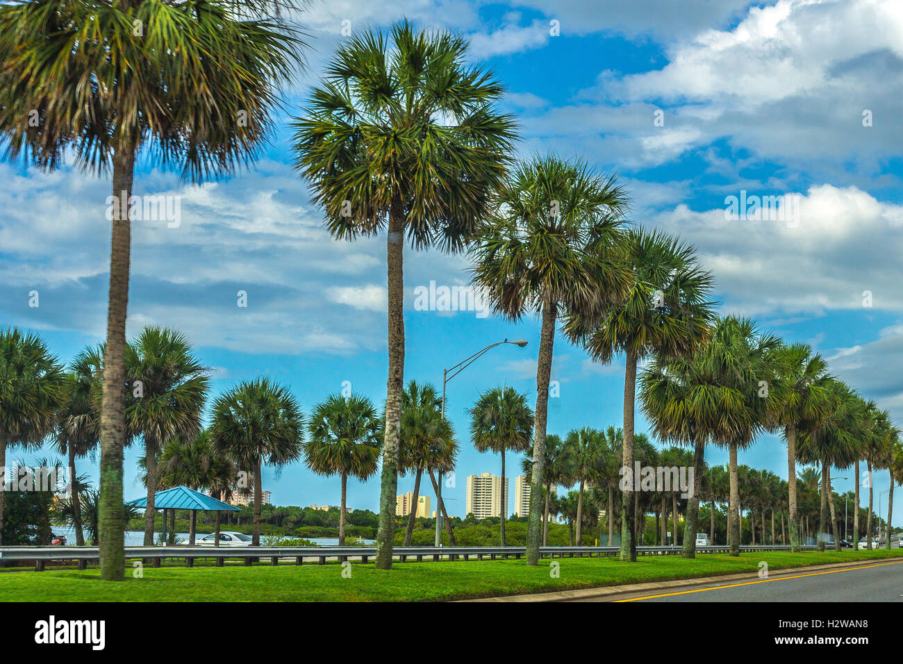 Palm Tree Row Stock Photo - Alamy