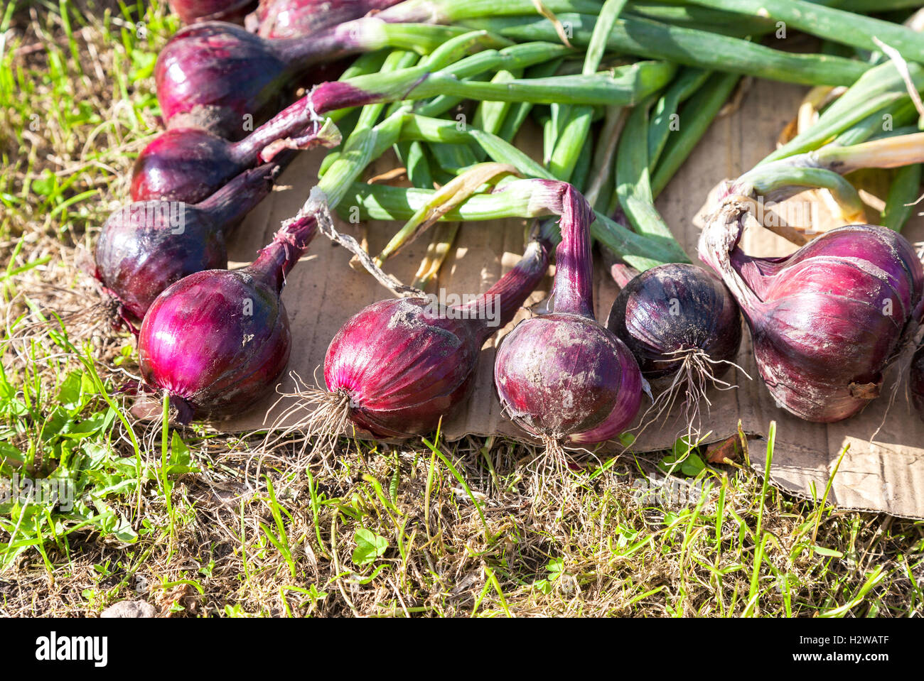 Freshly dug organic red onion drying on the grass in sunny day Stock ...