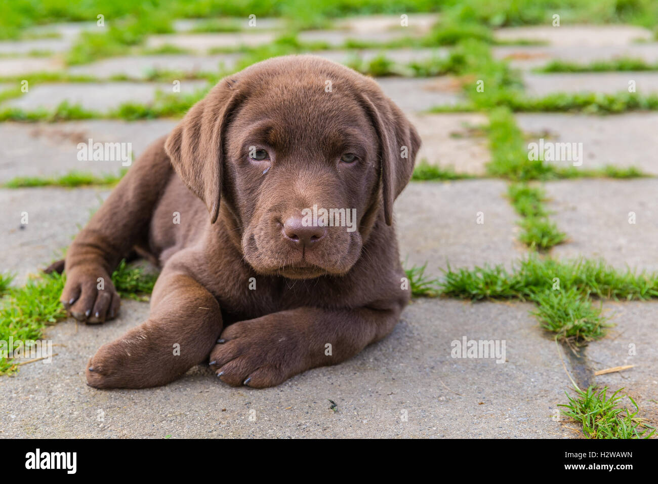 Chocolate Labrador Puppies Stock Photo - Alamy