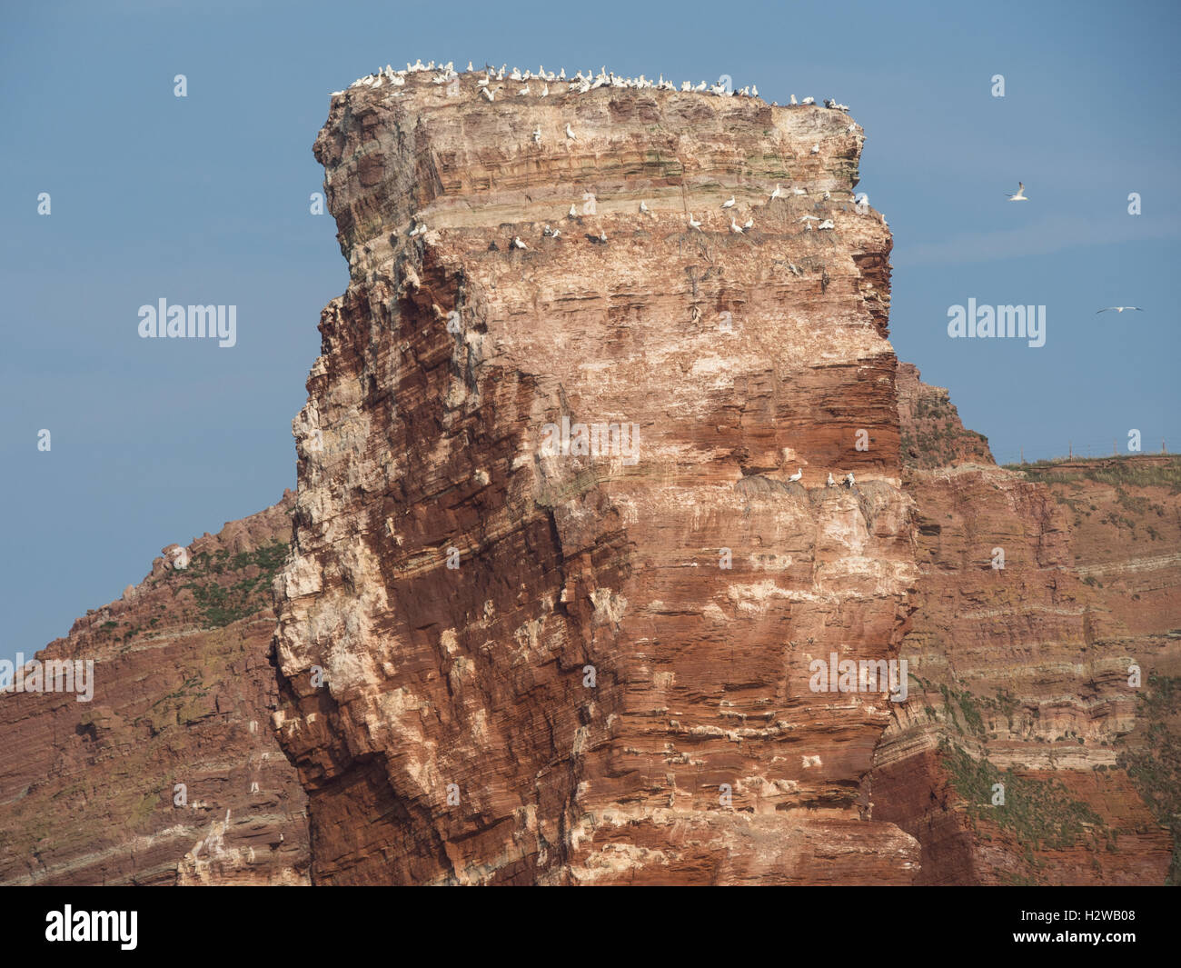 the island of helgoland in the north sea Stock Photo - Alamy