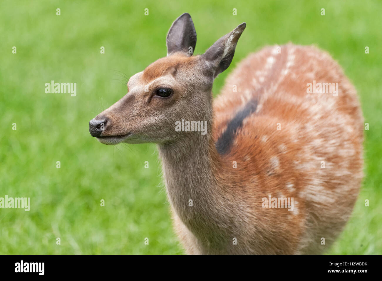 Introduced species in the uk hi-res stock photography and images - Alamy