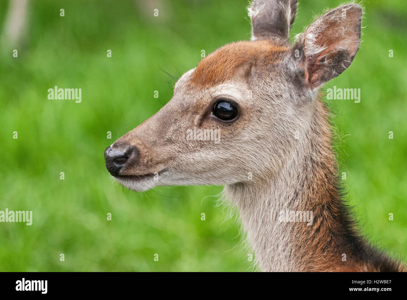 Red Deer are a native UK species Stock Photo - Alamy