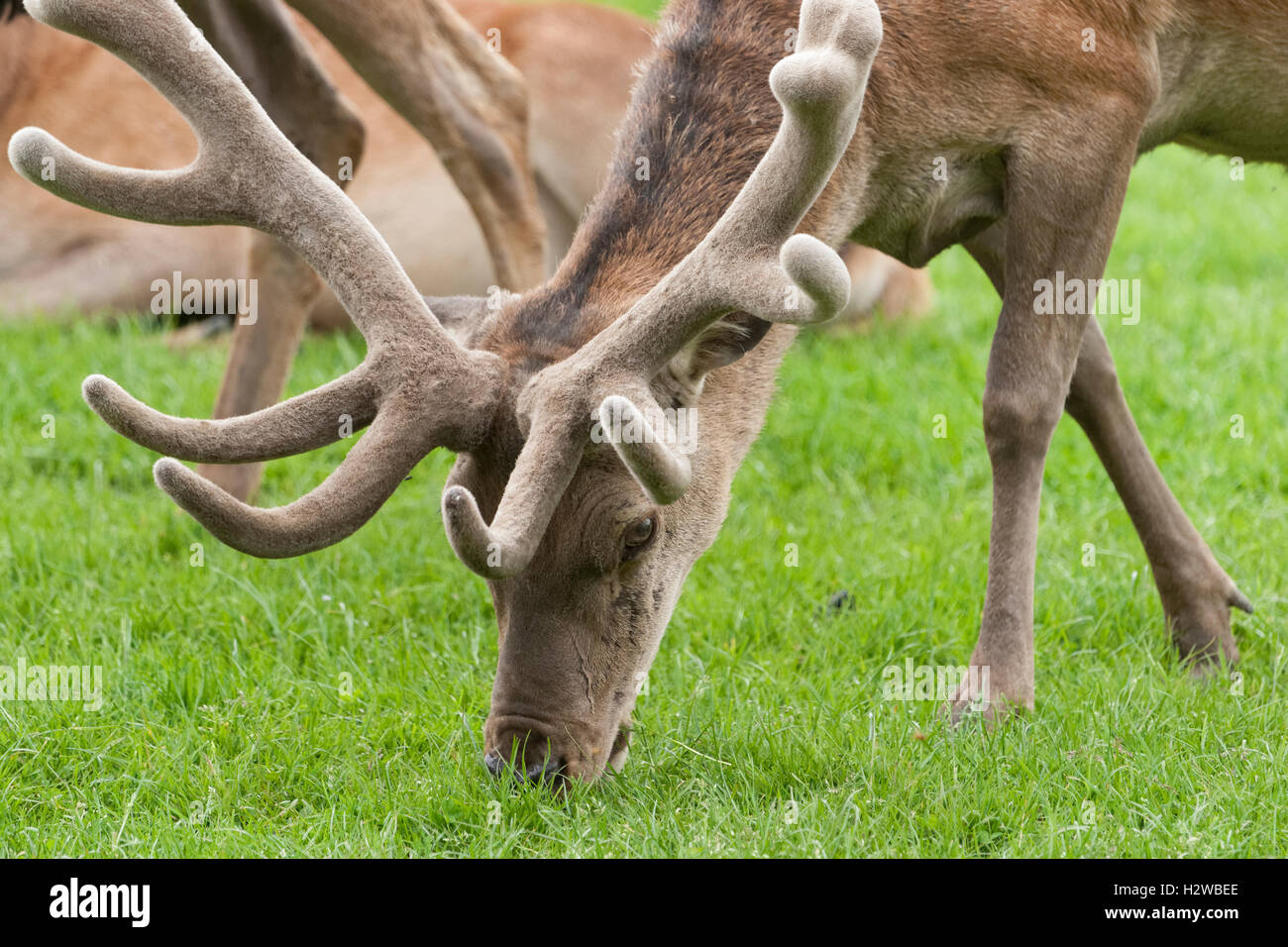Native uk species hi-res stock photography and images - Alamy