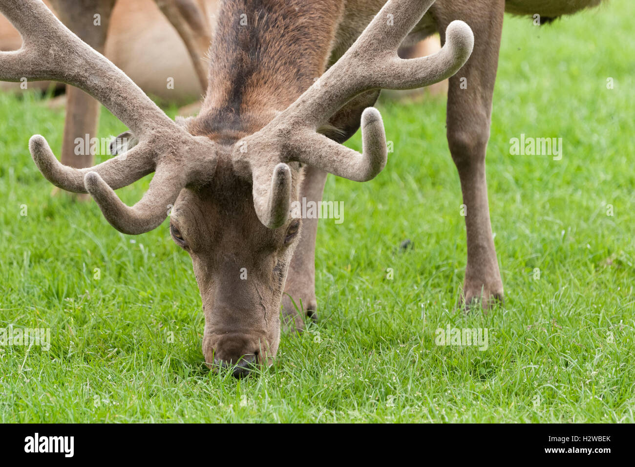 Red Deer are a native UK species Stock Photo - Alamy
