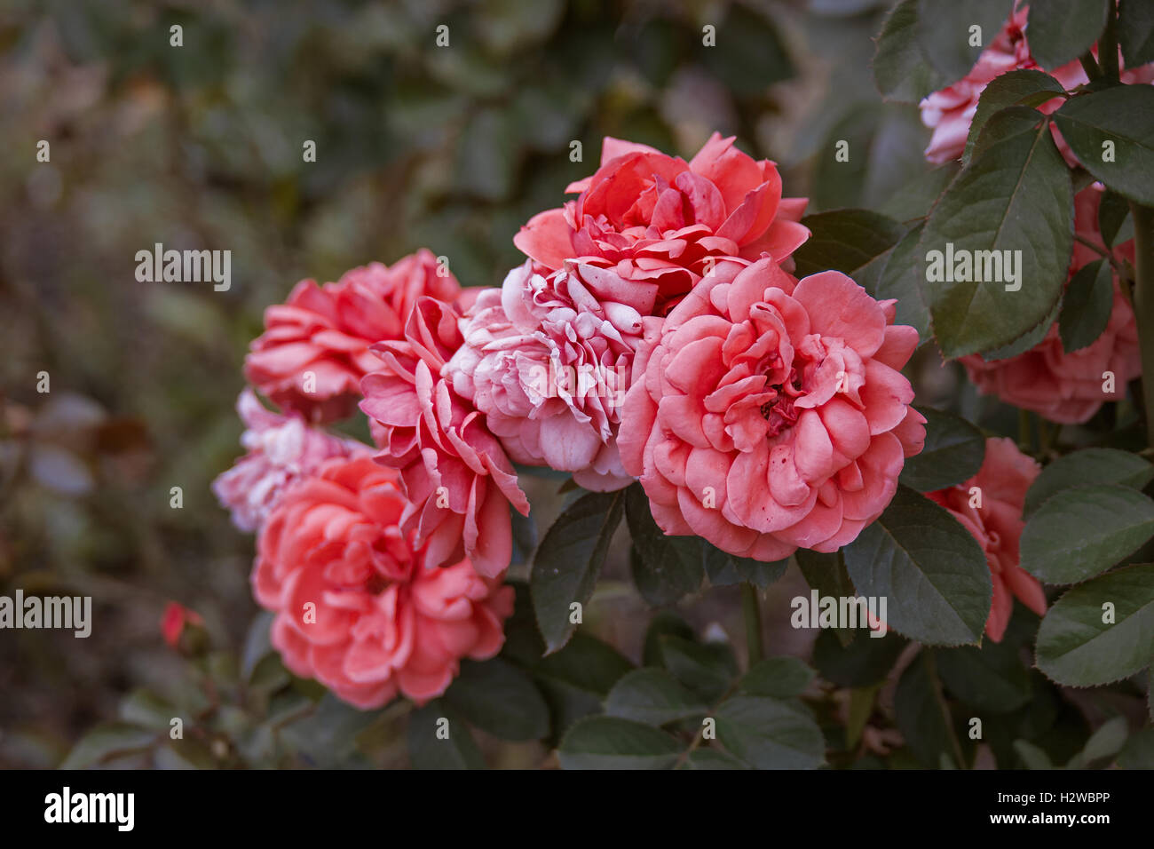 Pink roses in the garden vintage color Stock Photo - Alamy