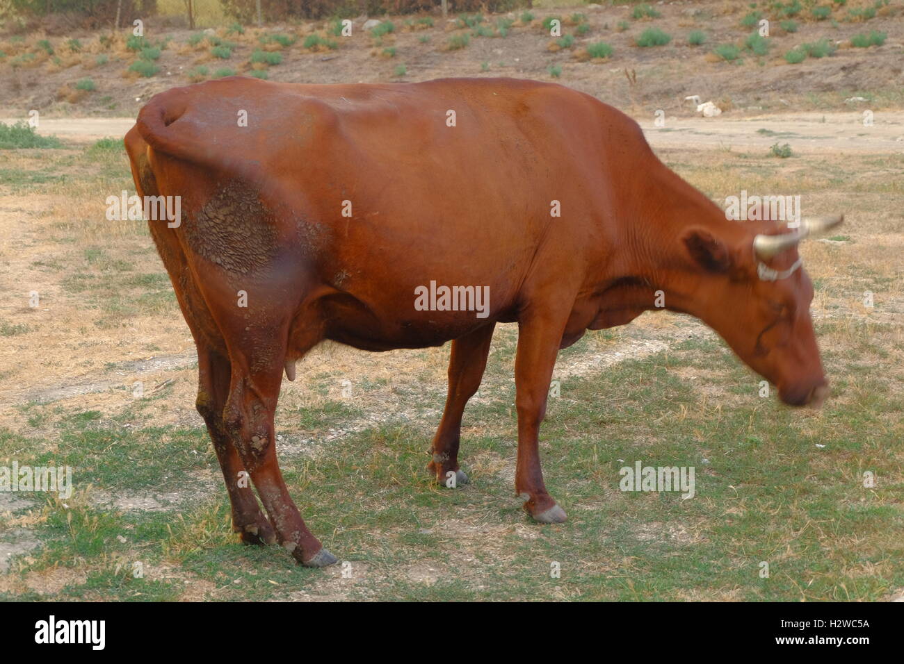 Tumbledown pasture hi-res stock photography and images - Alamy