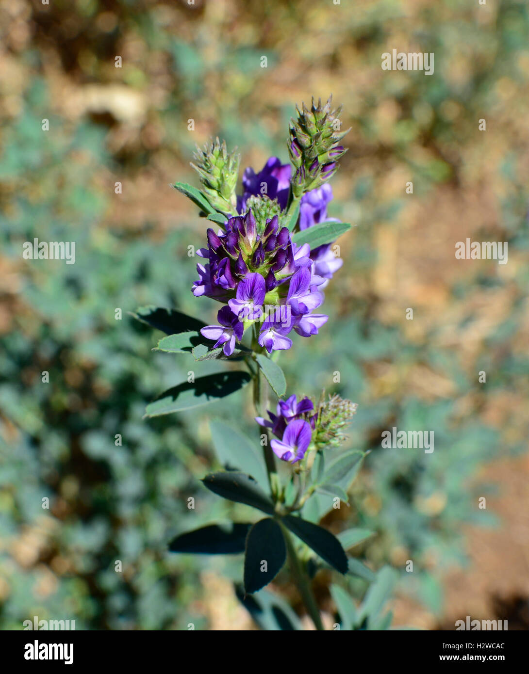Alfalfa Medicago sativa purple flower Lucerne animal fodder Stock Photo ...