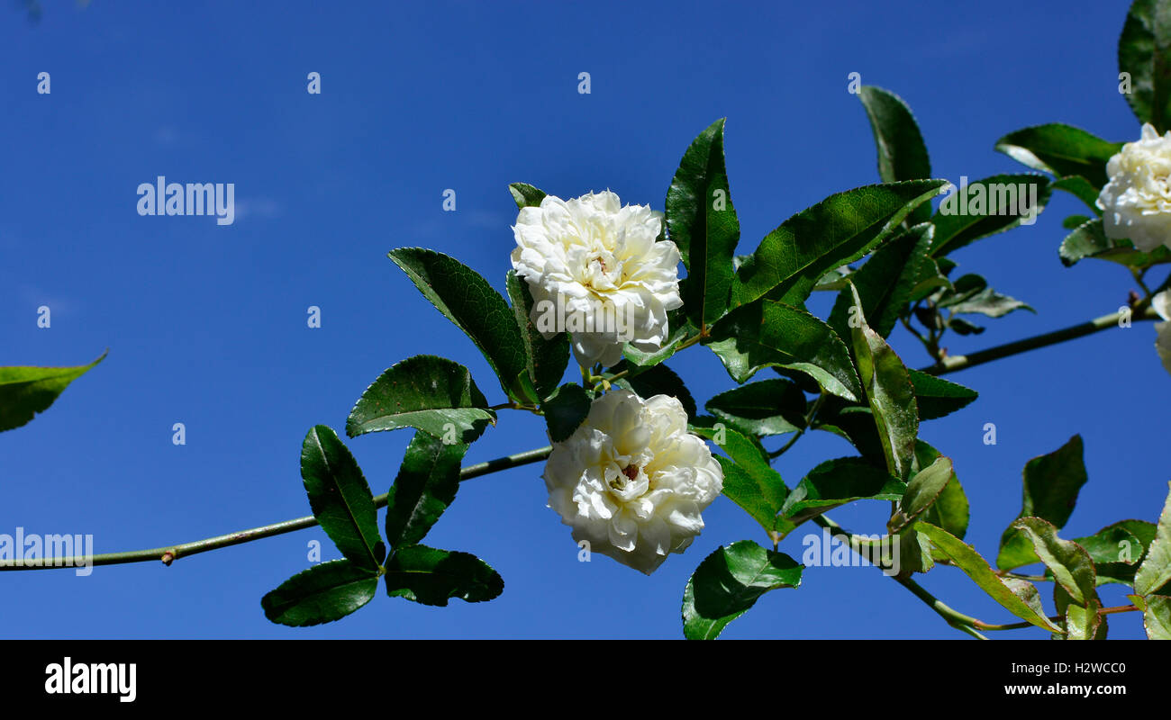 White rose with blue sky hi-res stock photography and images - Alamy