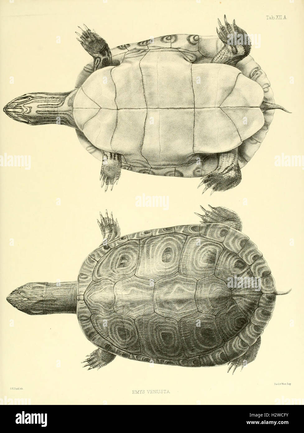 This catalogue provides detailed information about the shield reptiles ...