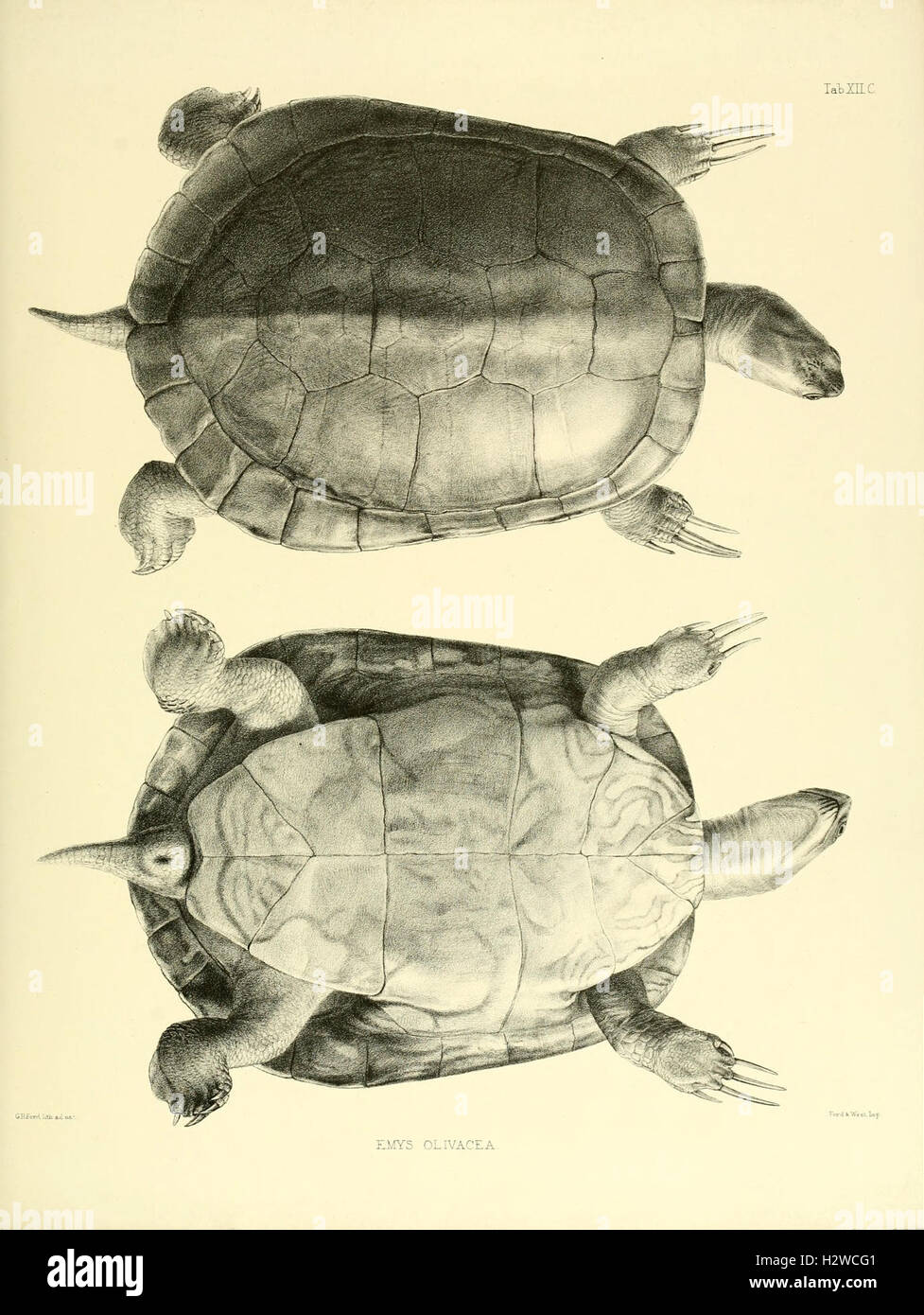 This catalogue presents shield reptiles, detailing species housed in ...