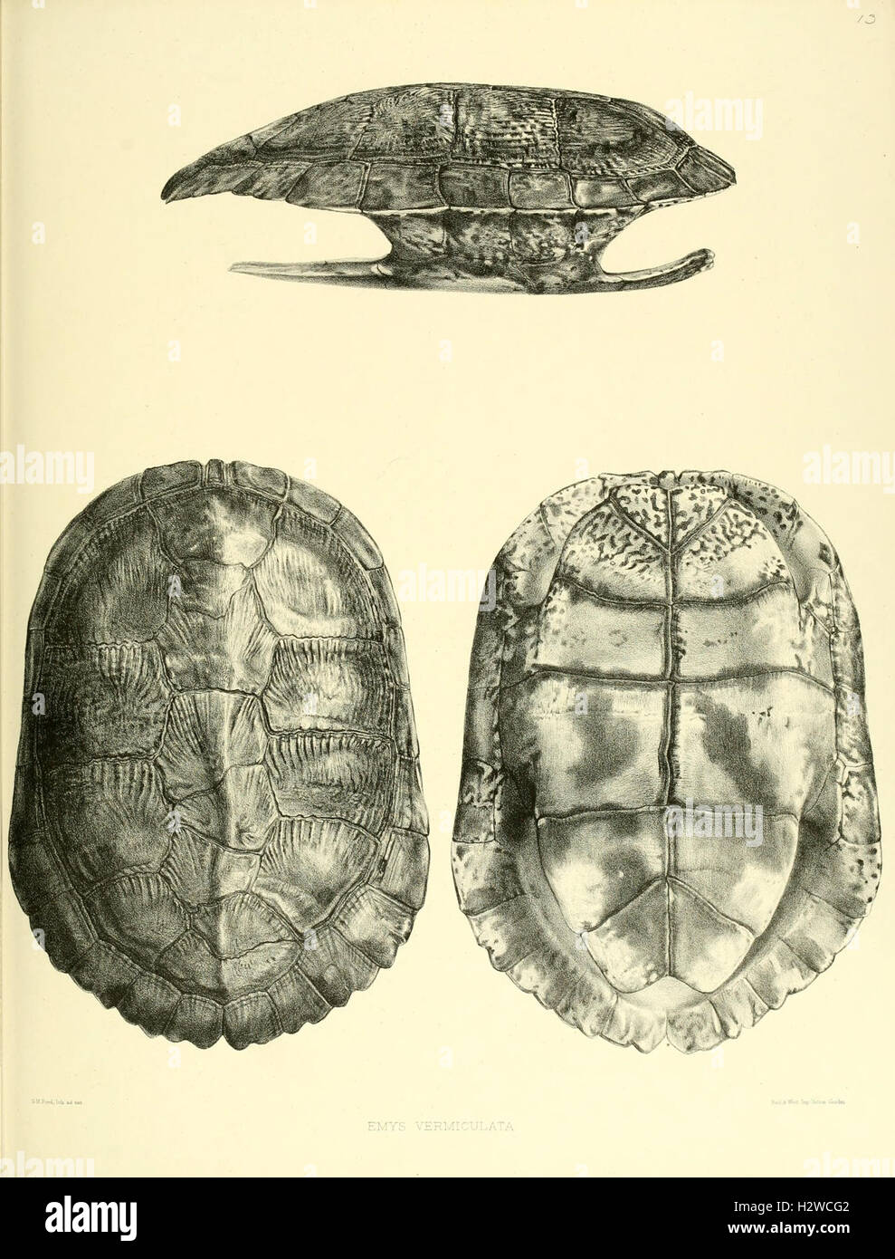 A detailed catalogue documenting the shield reptiles in the British ...