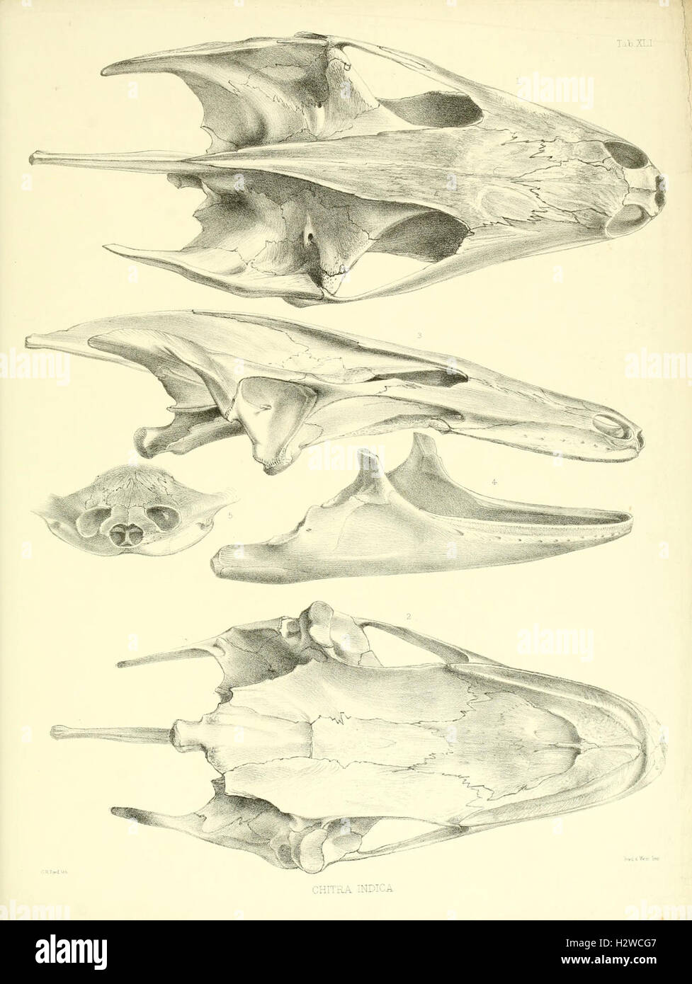 This catalogue details the collection of shield reptiles housed at the ...