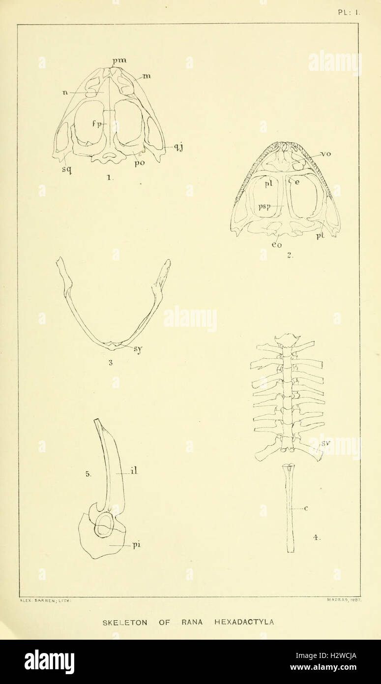 A catalog documenting the species of amphibians including frogs, toads ...