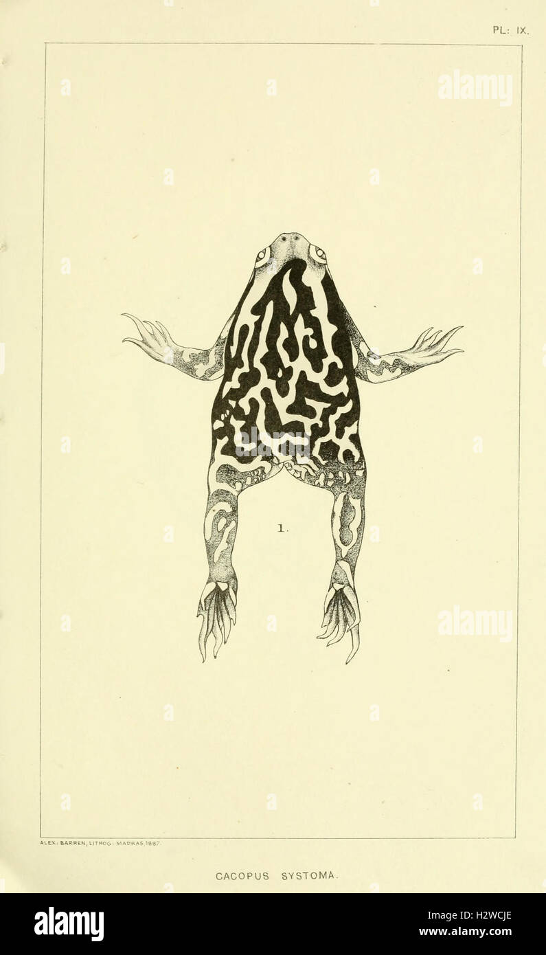 A catalog detailing the amphibian species of southern India, including ...