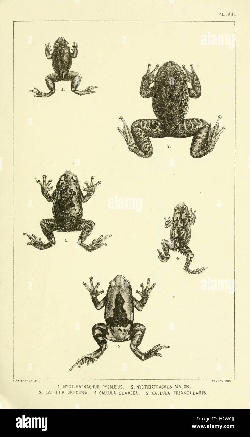 This catalogue provides a detailed classification of amphibian species ...