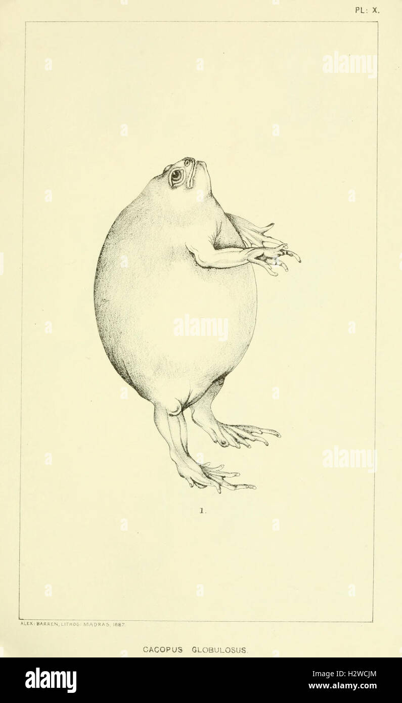 This catalogue offers a comprehensive listing of amphibian species in ...
