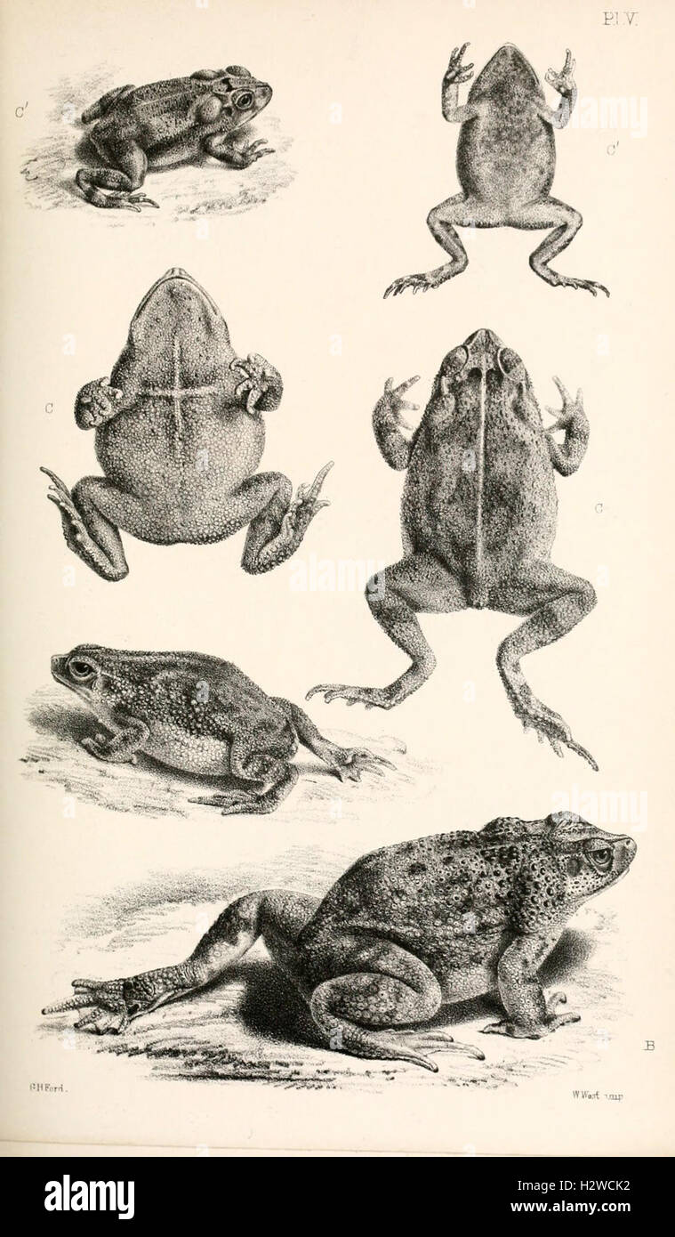 A catalogue detailing the species of Batrachia Salientia (frogs and ...