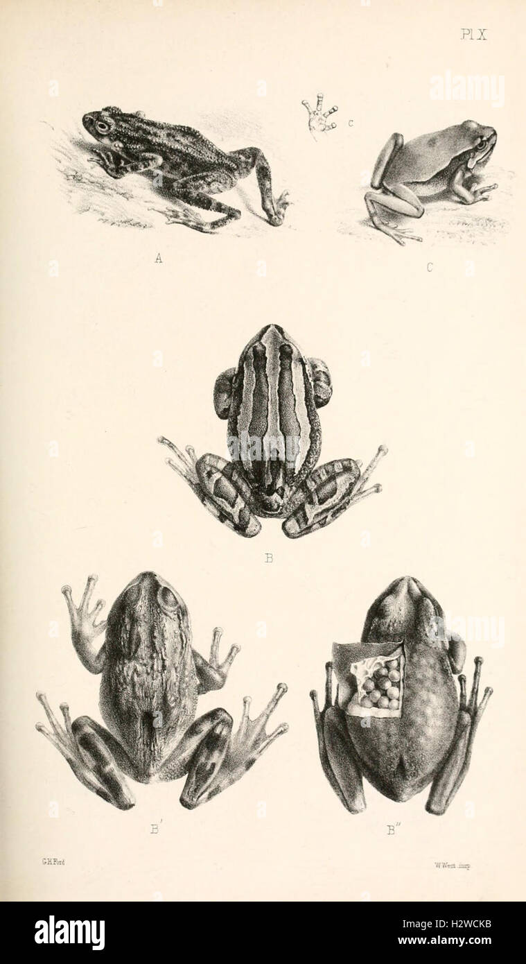 This catalogue lists the species of Batrachia Salientia, or amphibians ...