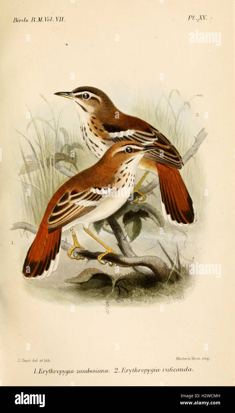 'Catalogue of the Birds in the British Museum' offers a comprehensive ...