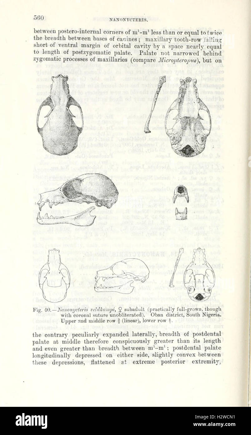 A catalog detailing the Chiroptera (bat) species in the museum's ...