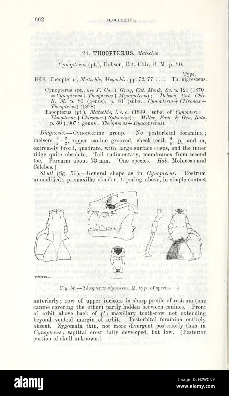 A catalog detailing the species of Chiroptera (bats) in a museum ...