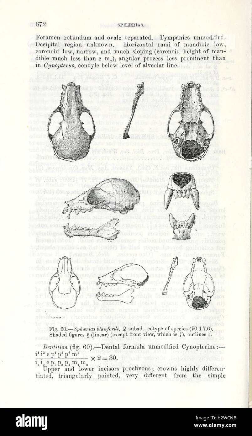 This catalogue lists the Chiroptera (bat) species in the collection of ...