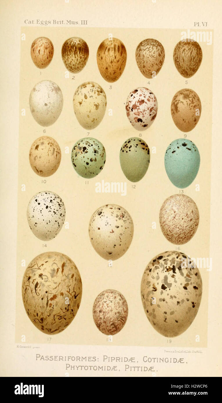 Collection eggs museum hi-res stock photography and images - Alamy
