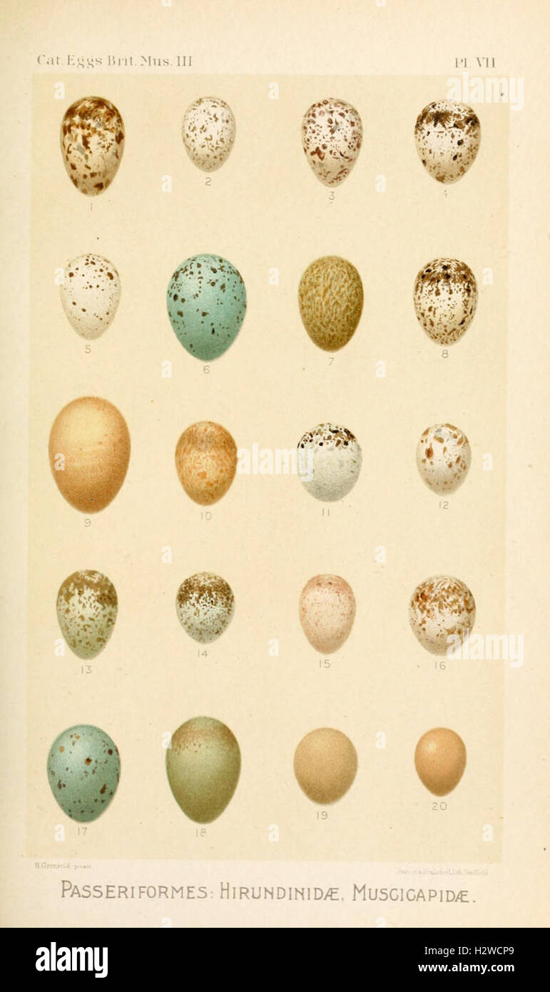 A catalog detailing the bird egg collection at the British Museum ...