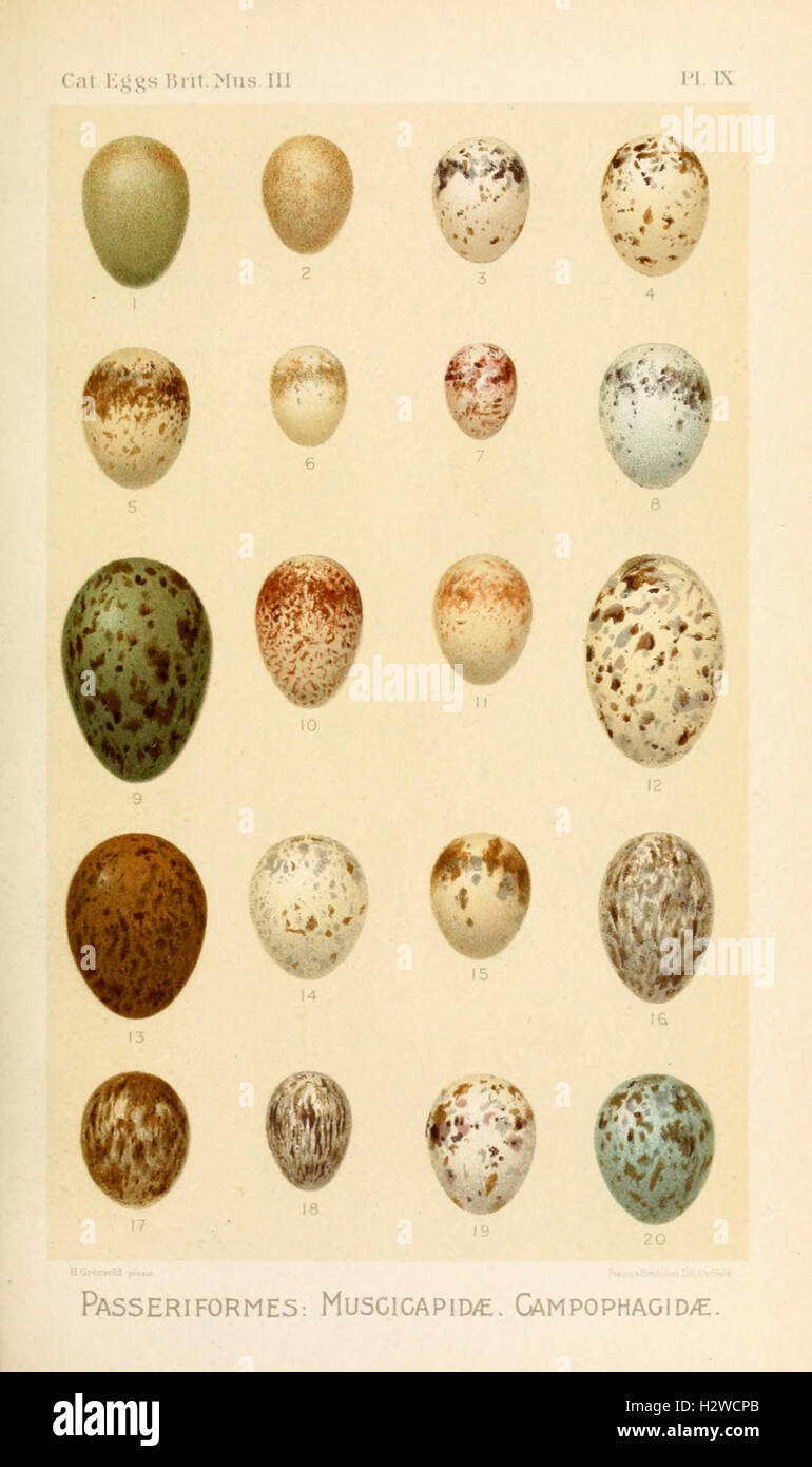 Egg collection of british museum hi-res stock photography and images ...