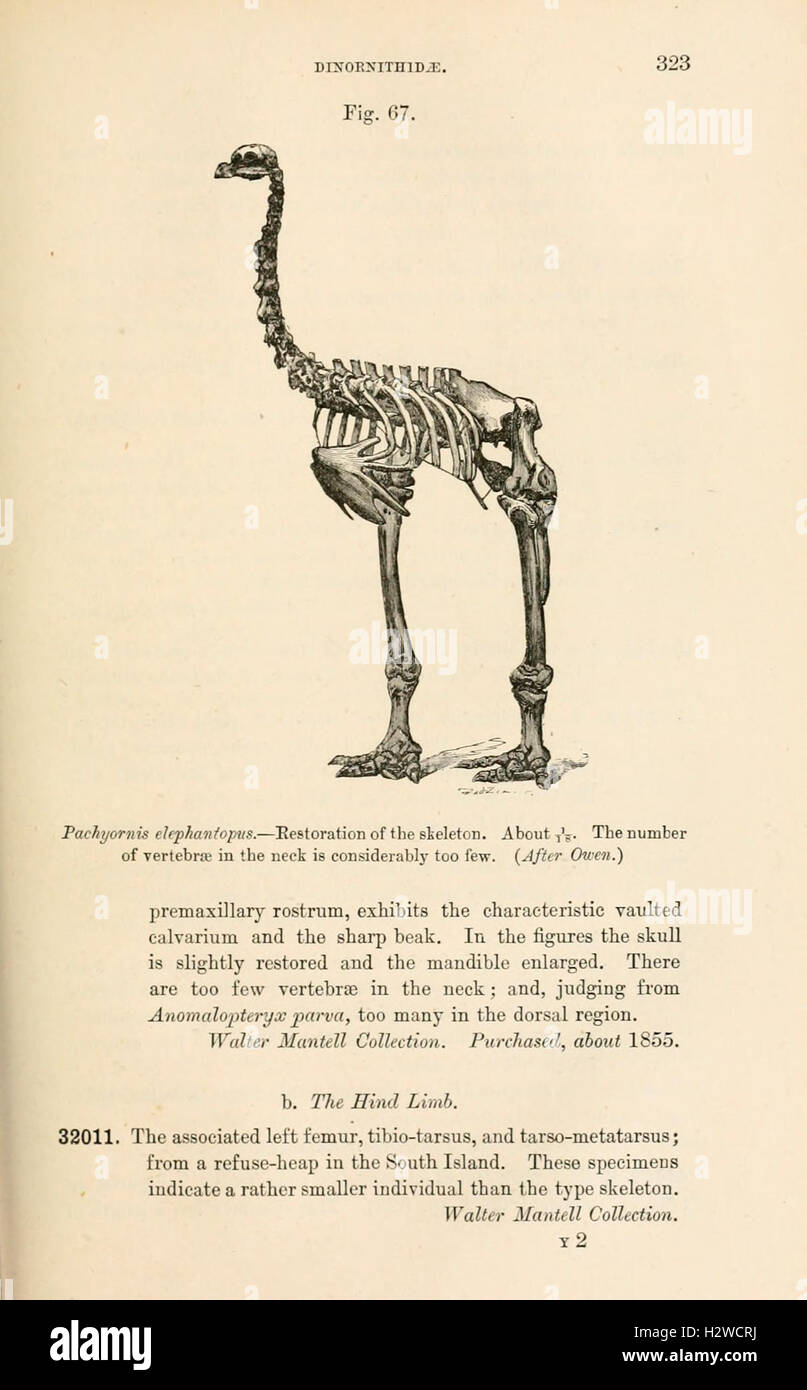 A catalogue detailing the fossilized bird specimens housed in the ...