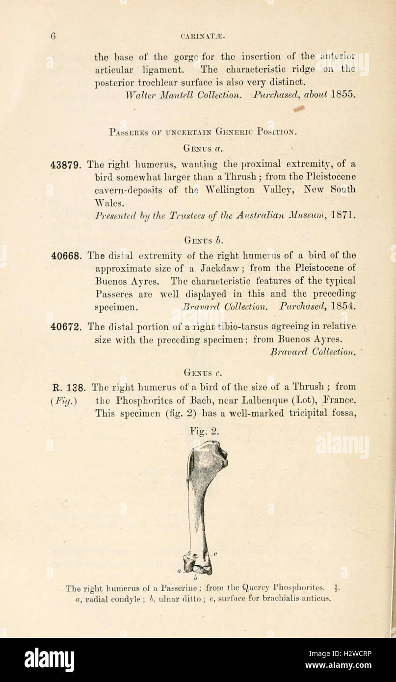 This catalog lists fossilized bird specimens housed in the British ...