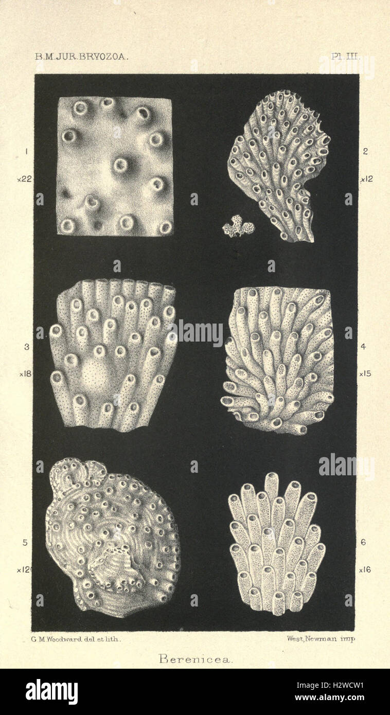 Bryozoa Fossil High Resolution Stock Photography and Images - Alamy