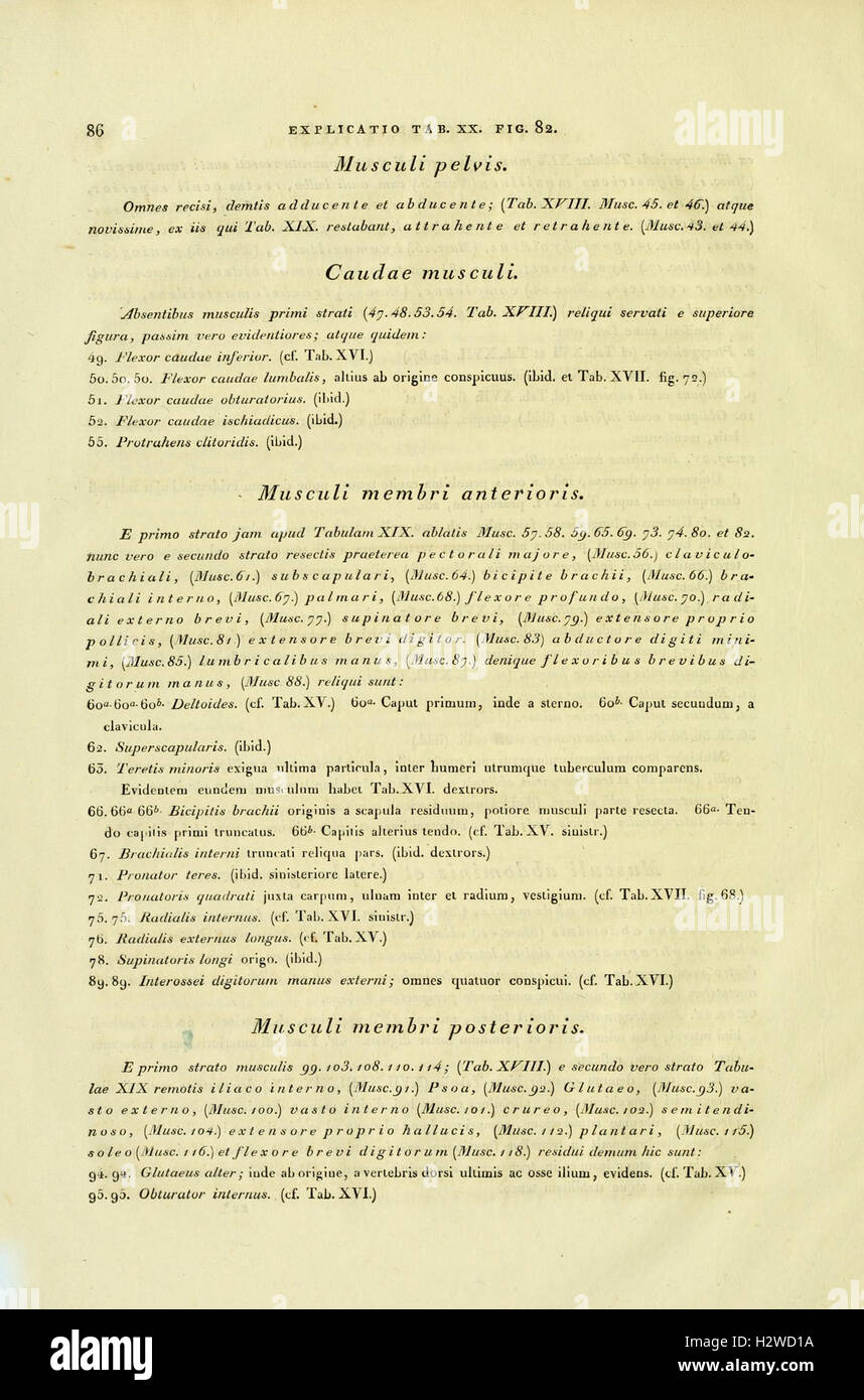 Anatome testudinis Europaeae (Page 86) BHL29 Stock Photo - Alamy