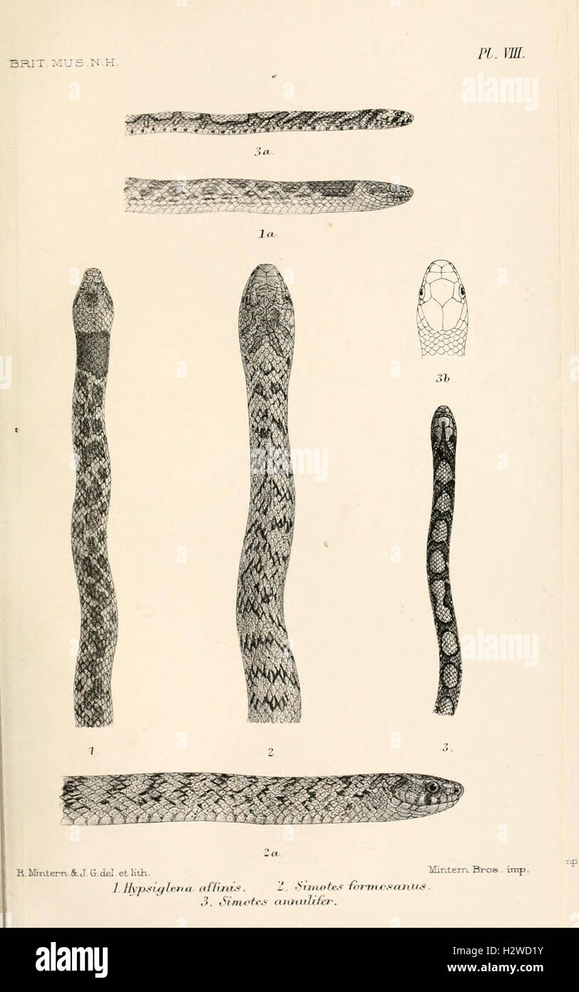 This catalogue lists and classifies the snake species housed in the ...