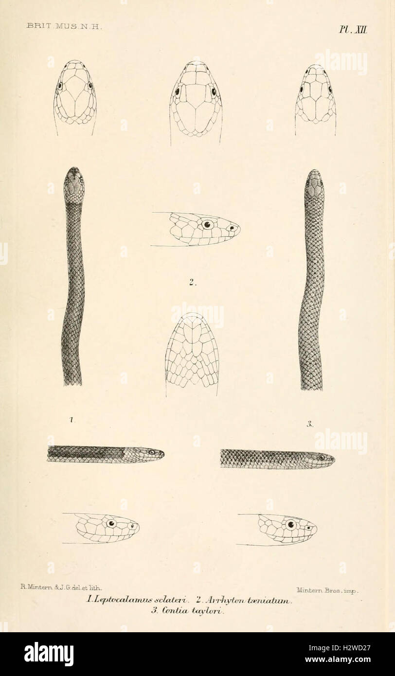 A catalog listing various snake species housed in a museum collection ...