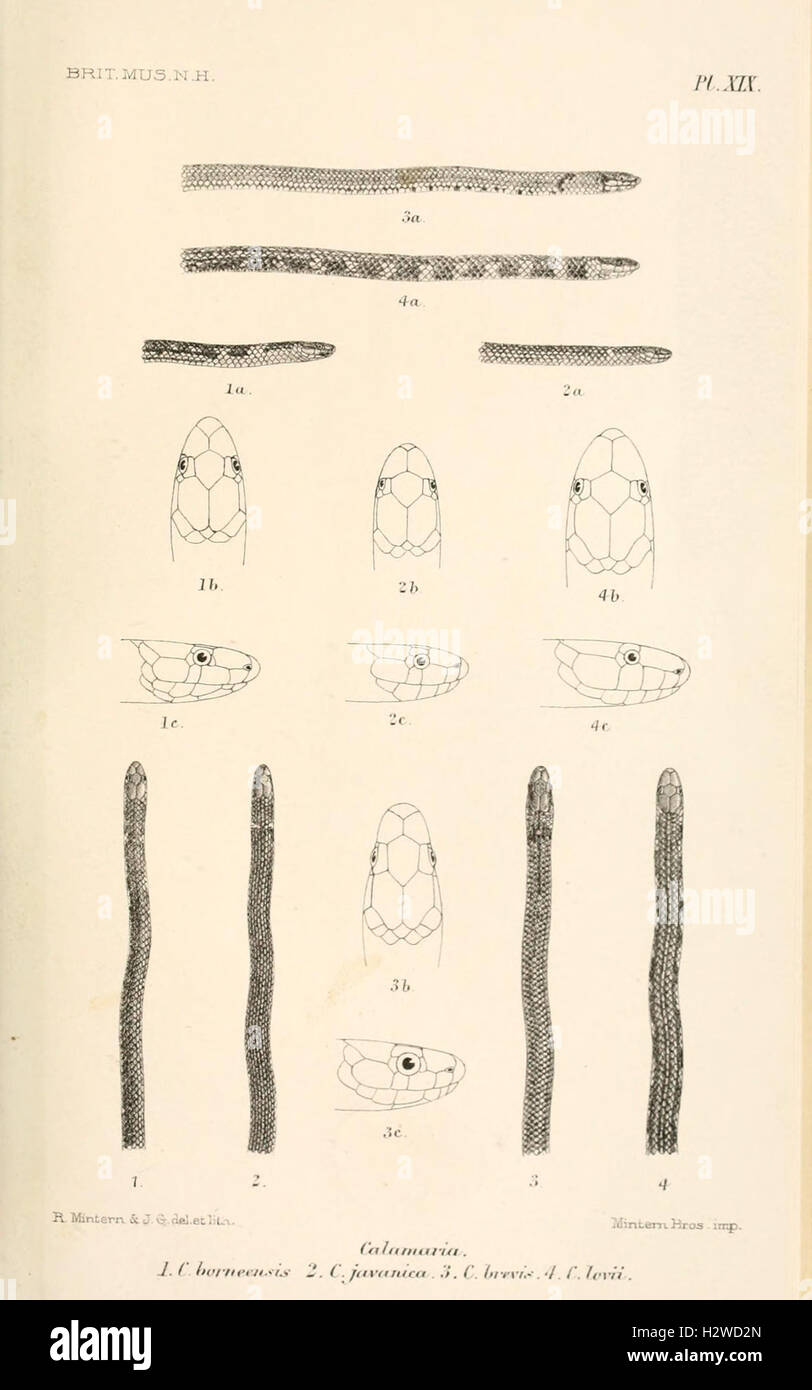 This catalog provides a comprehensive list and description of snake ...