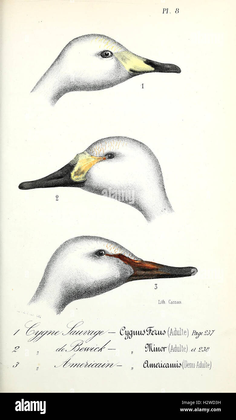 This catalog details bird species observed in the French Pyrenees and ...